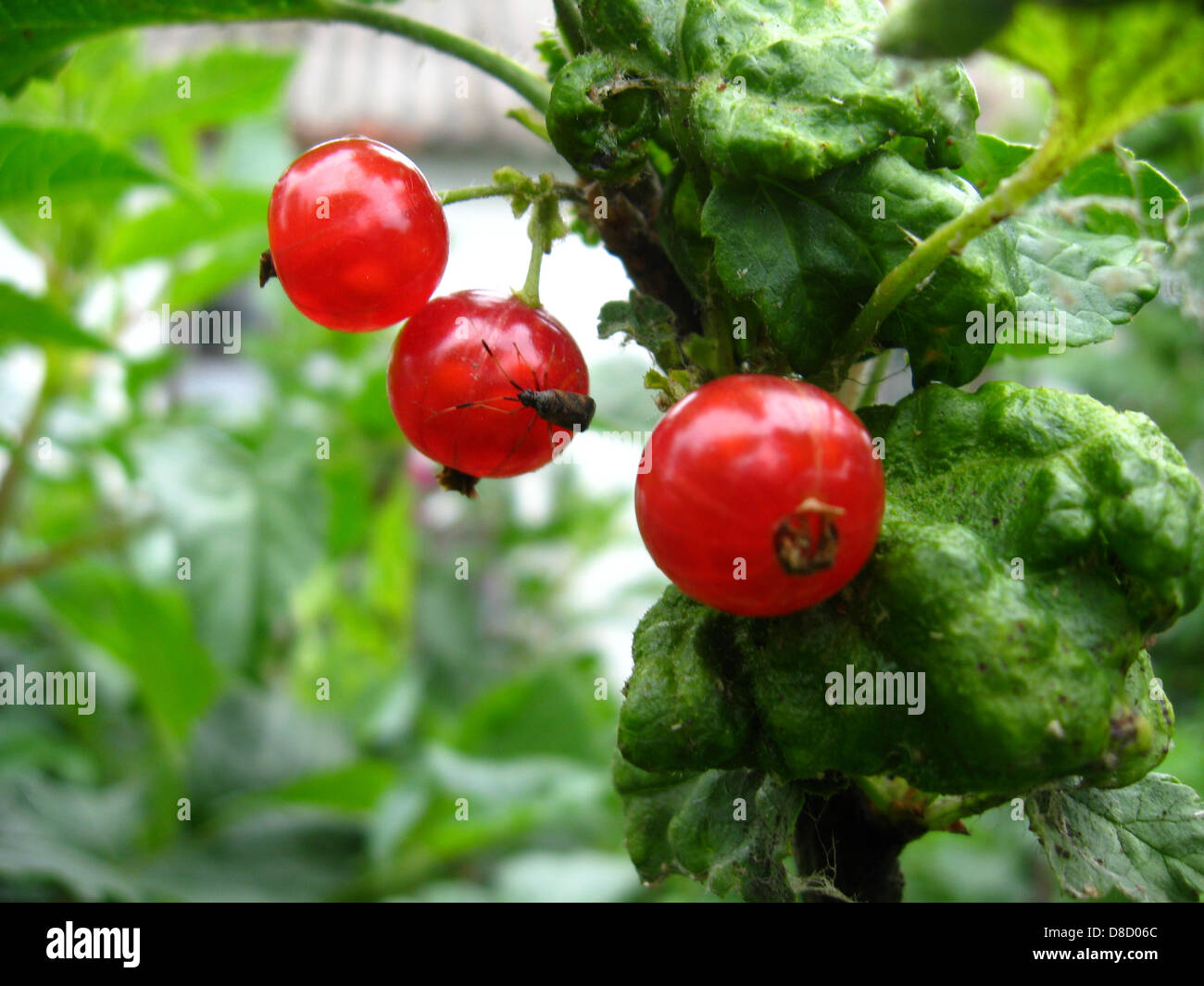 Bug jam hi-res stock photography and images - Alamy