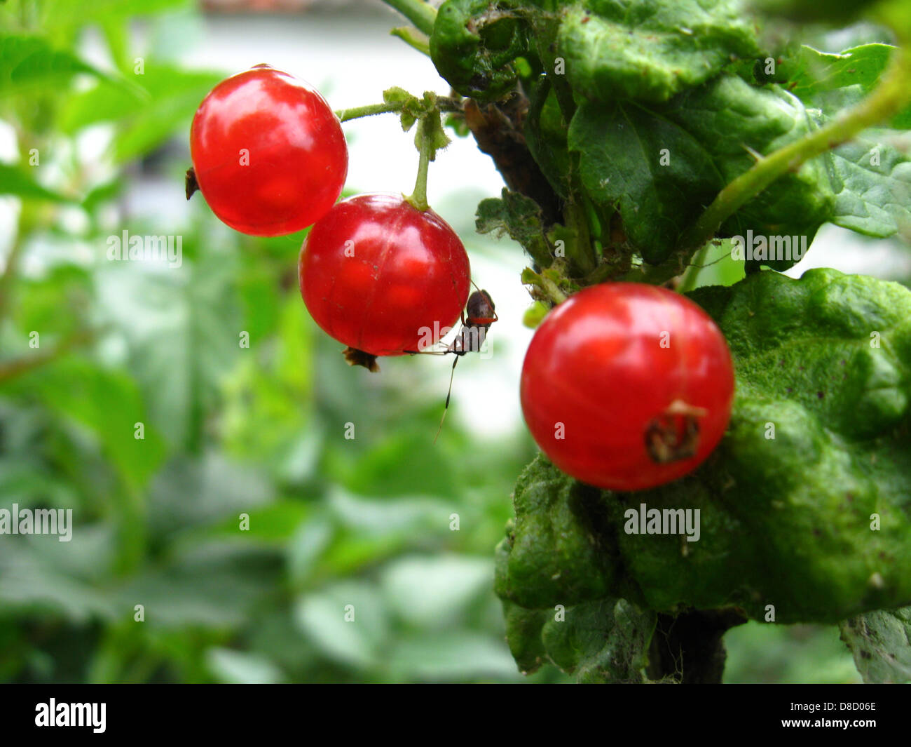 The small bug on a berry of a red currant Stock Photo - Alamy