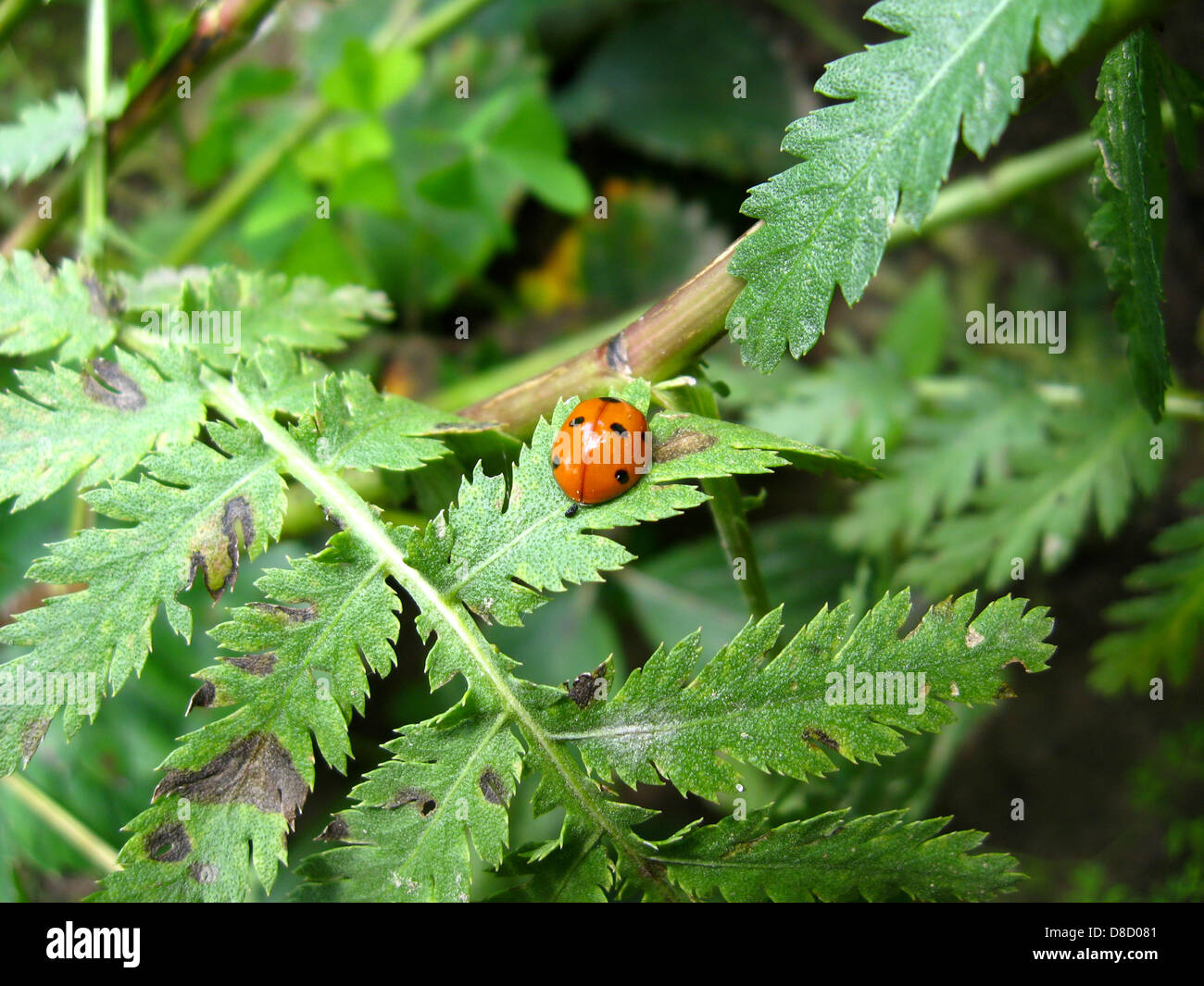 a small ladybird on the green plant Stock Photo - Alamy