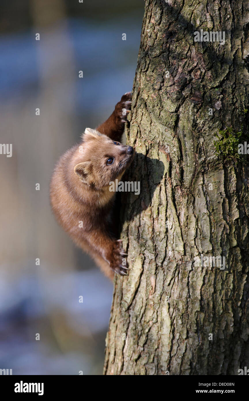 european pine marten, martes martes, vechta, niedersachsen, germany ...
