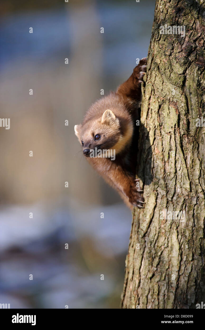 european pine marten, martes martes, vechta, niedersachsen, germany ...