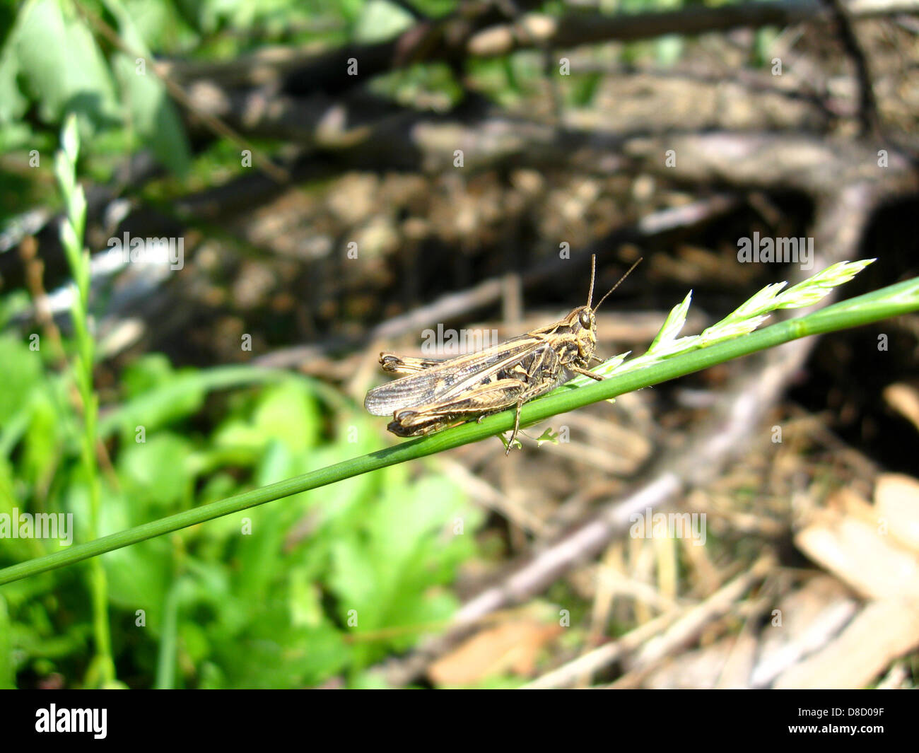 Grey grasshopper sitting on a green blade Stock Photo - Alamy