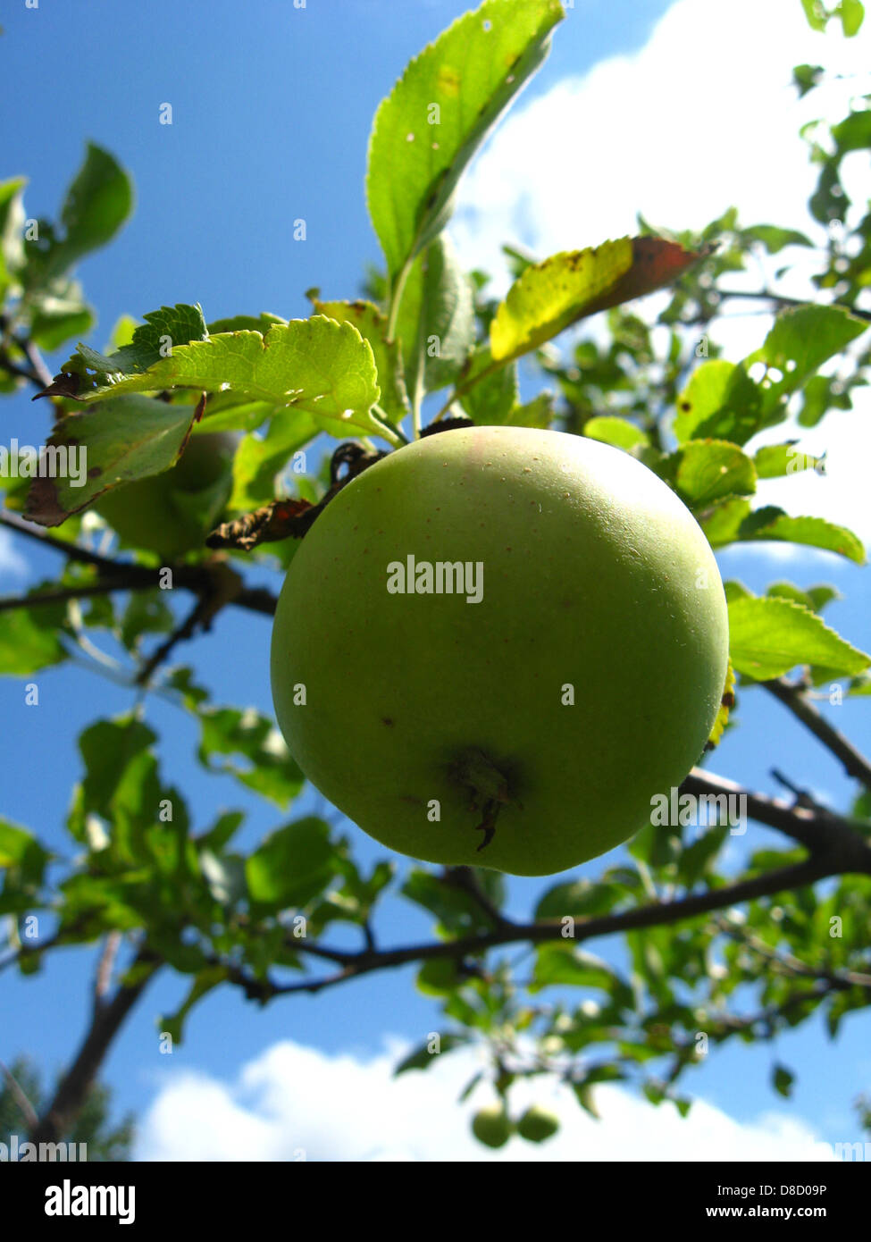 very tasty and ripe three apples hanging on the tree Stock Photo - Alamy
