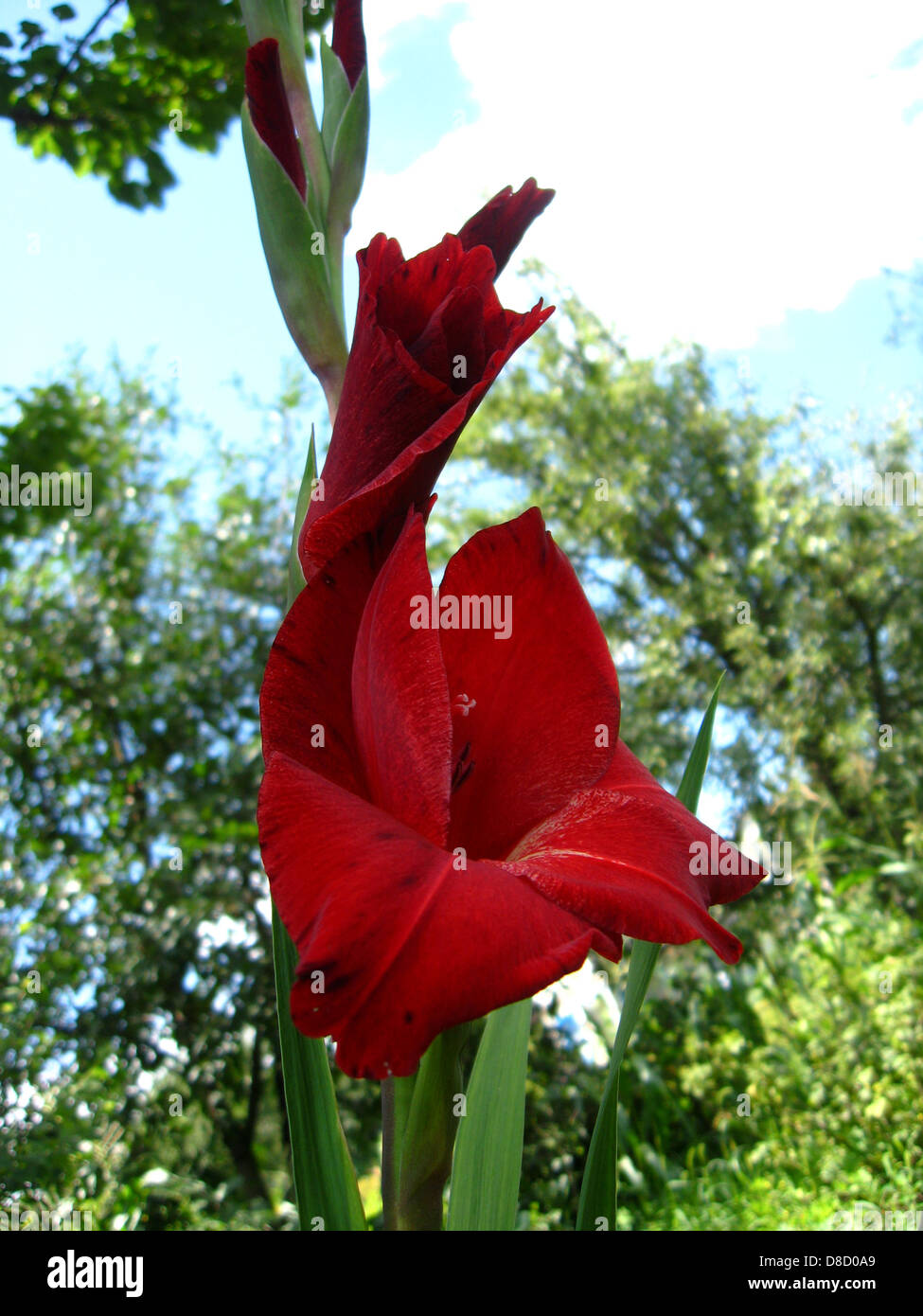 a beautiful and bright flower of red gladiolus Stock Photo - Alamy