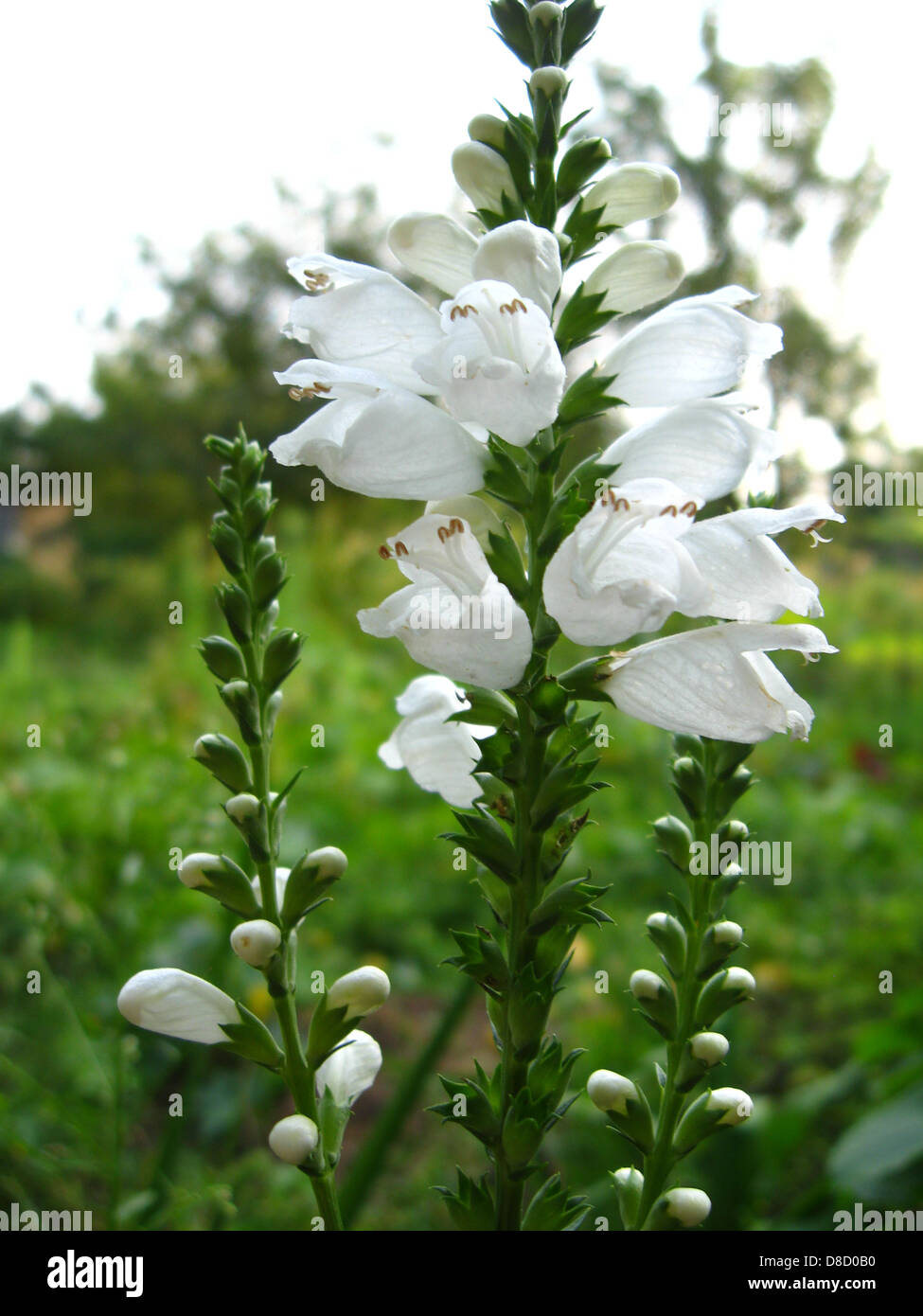 The photo with unique beautiful white flower Stock Photo - Alamy