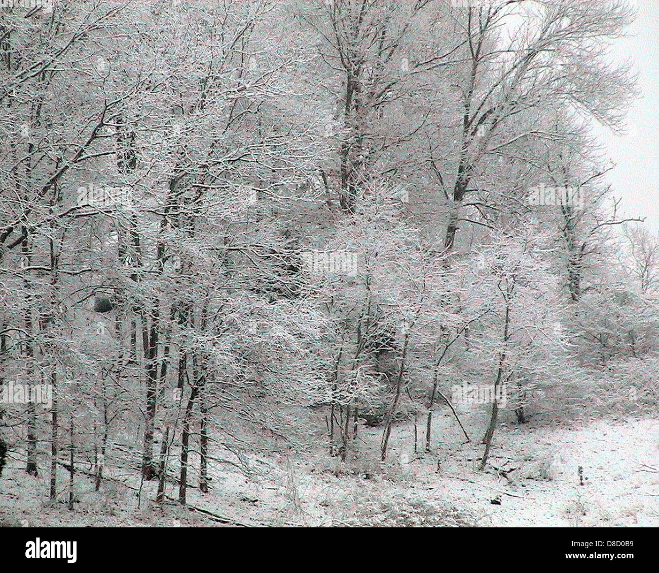 A frosted tree line covered in snow, with each tree branch coated in a ...