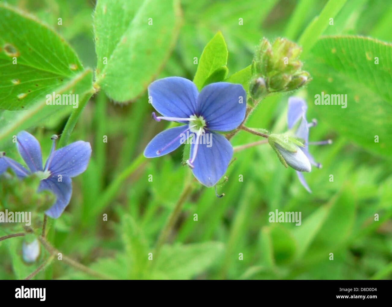Blue flower germander speedwell hi-res stock photography and images - Alamy