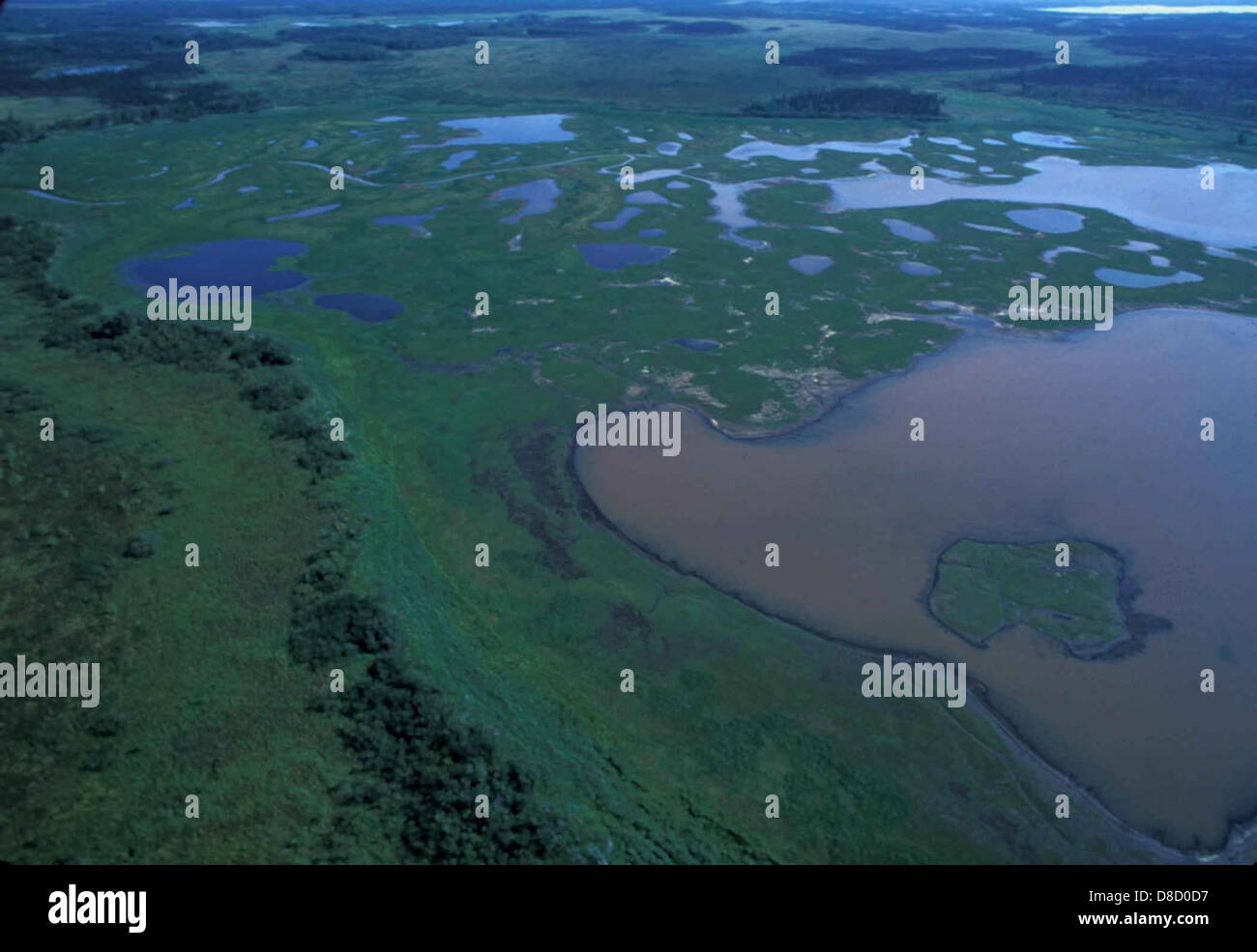 An aerial view of a mud river area, showcasing the swamp and wetland ...