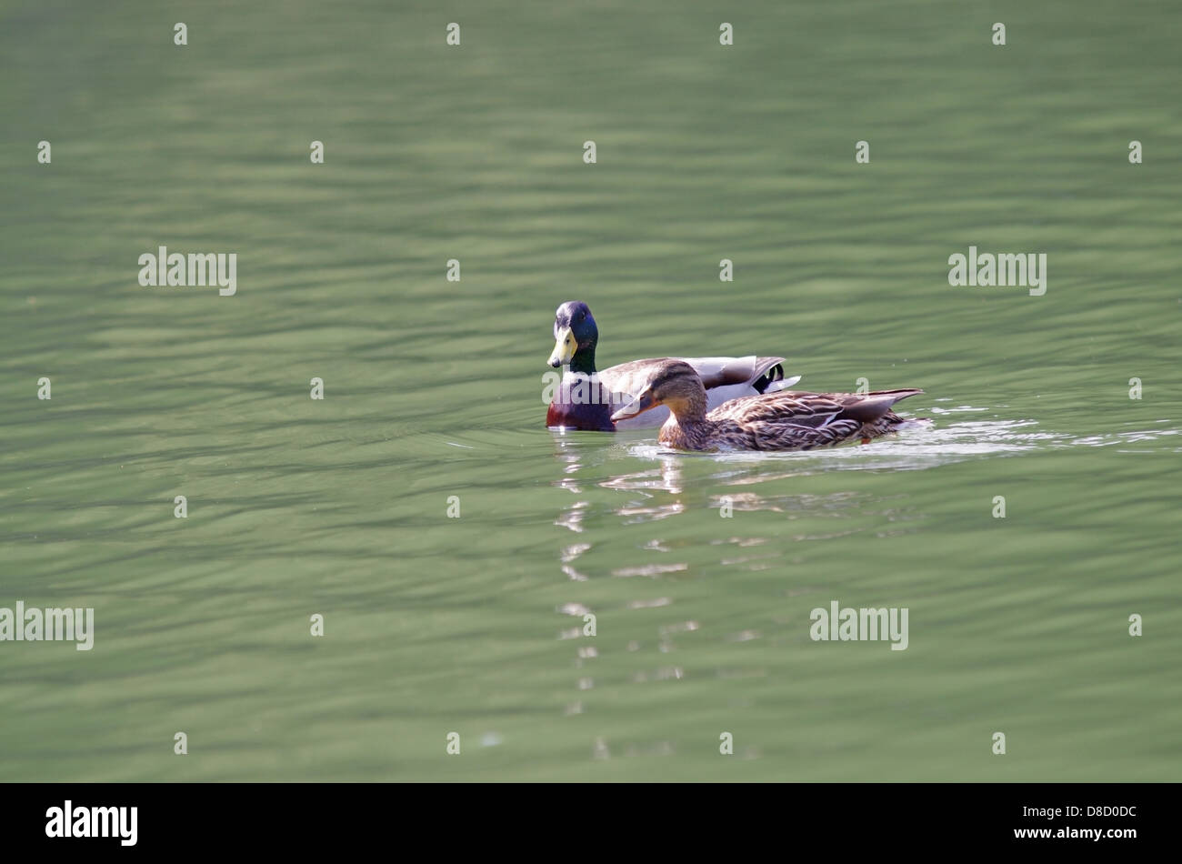 Two ducks on the lake in Romania Stock Photo - Alamy