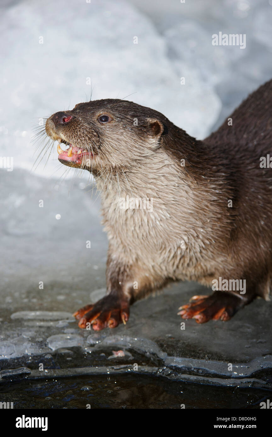 european otter, lutra lutra, lüneburger heide, germany Stock Photo - Alamy