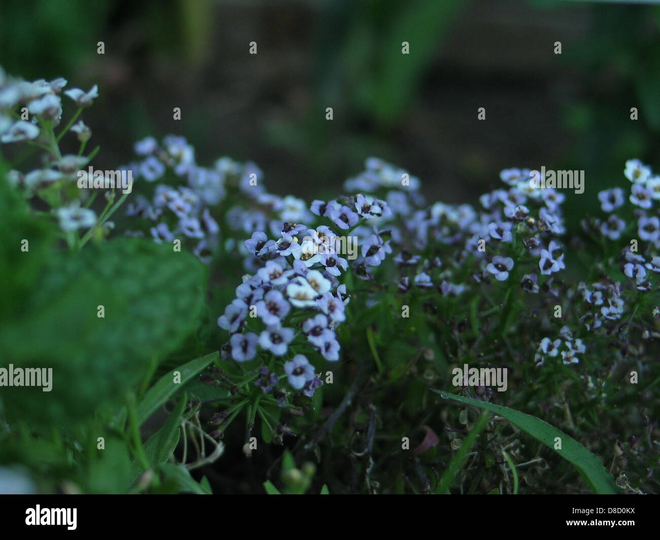 A field of grazing flowers, typically seen in open landscapes. These ...