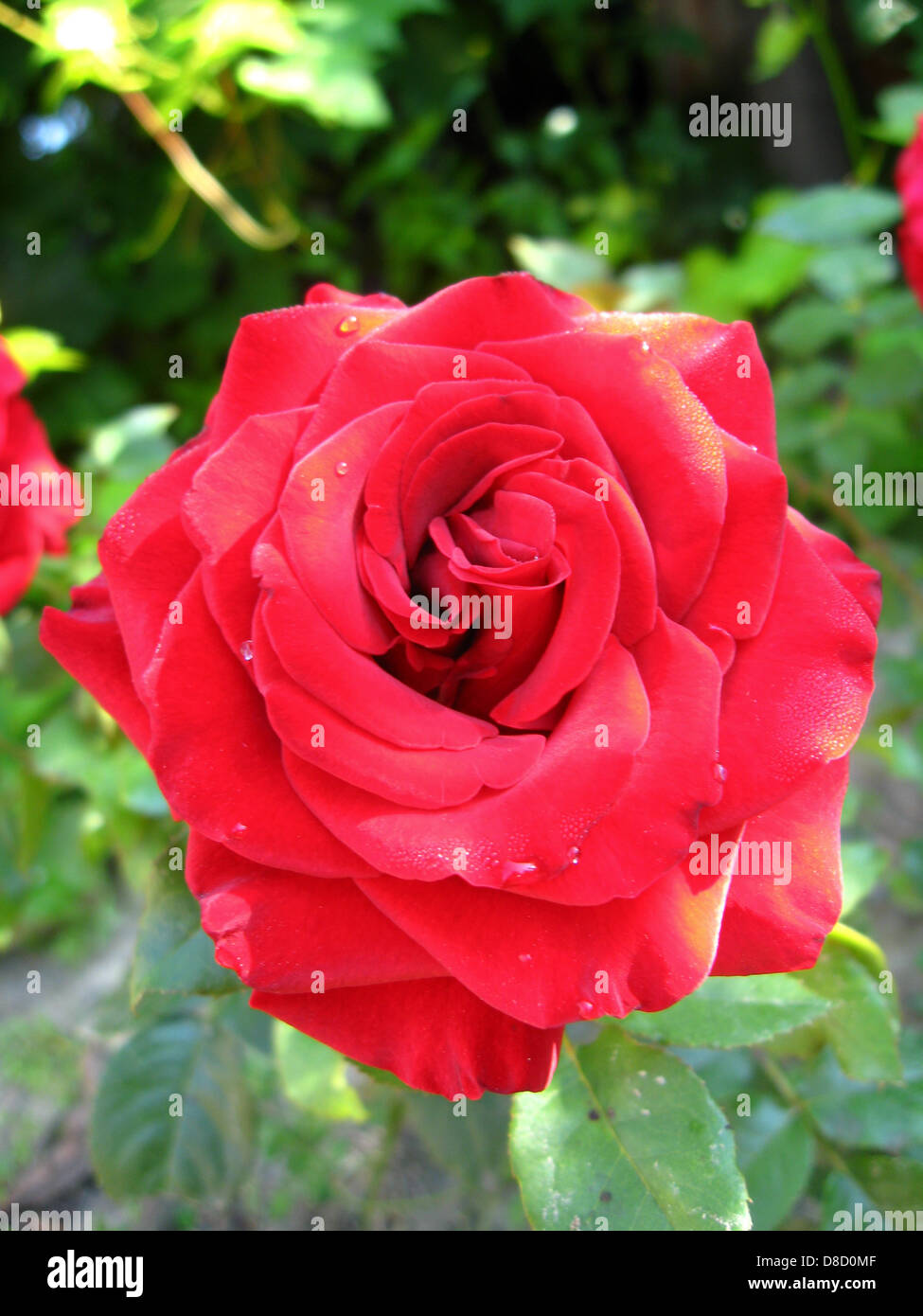 a beautiful flower of gentle red rose Stock Photo - Alamy
