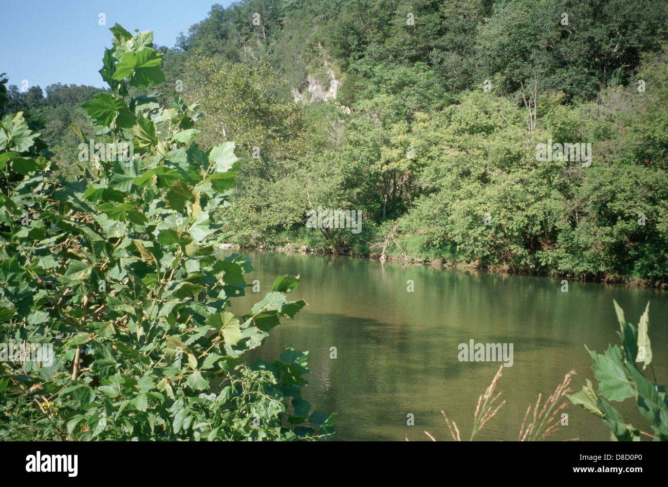 Green vegetation is reflected in the river Stock Photo - Alamy