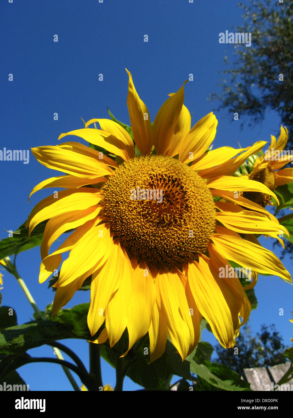 beautiful green sunflower on the blue sky background Stock Photo - Alamy