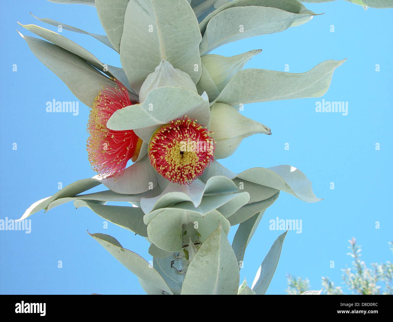 Australian native flower buds hi-res stock photography and images - Alamy