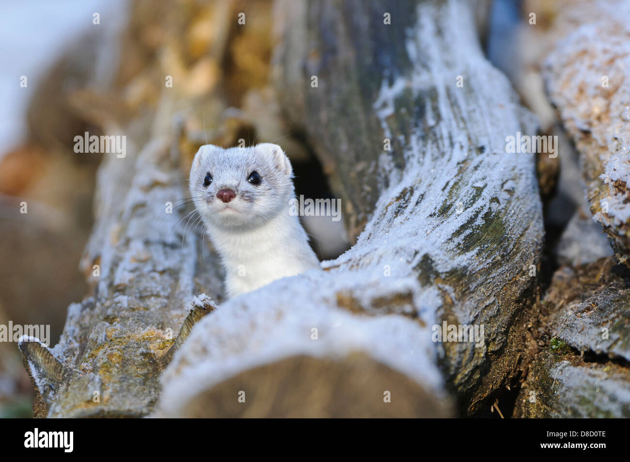 Stoat In Snow High Resolution Stock Photography and Images - Alamy