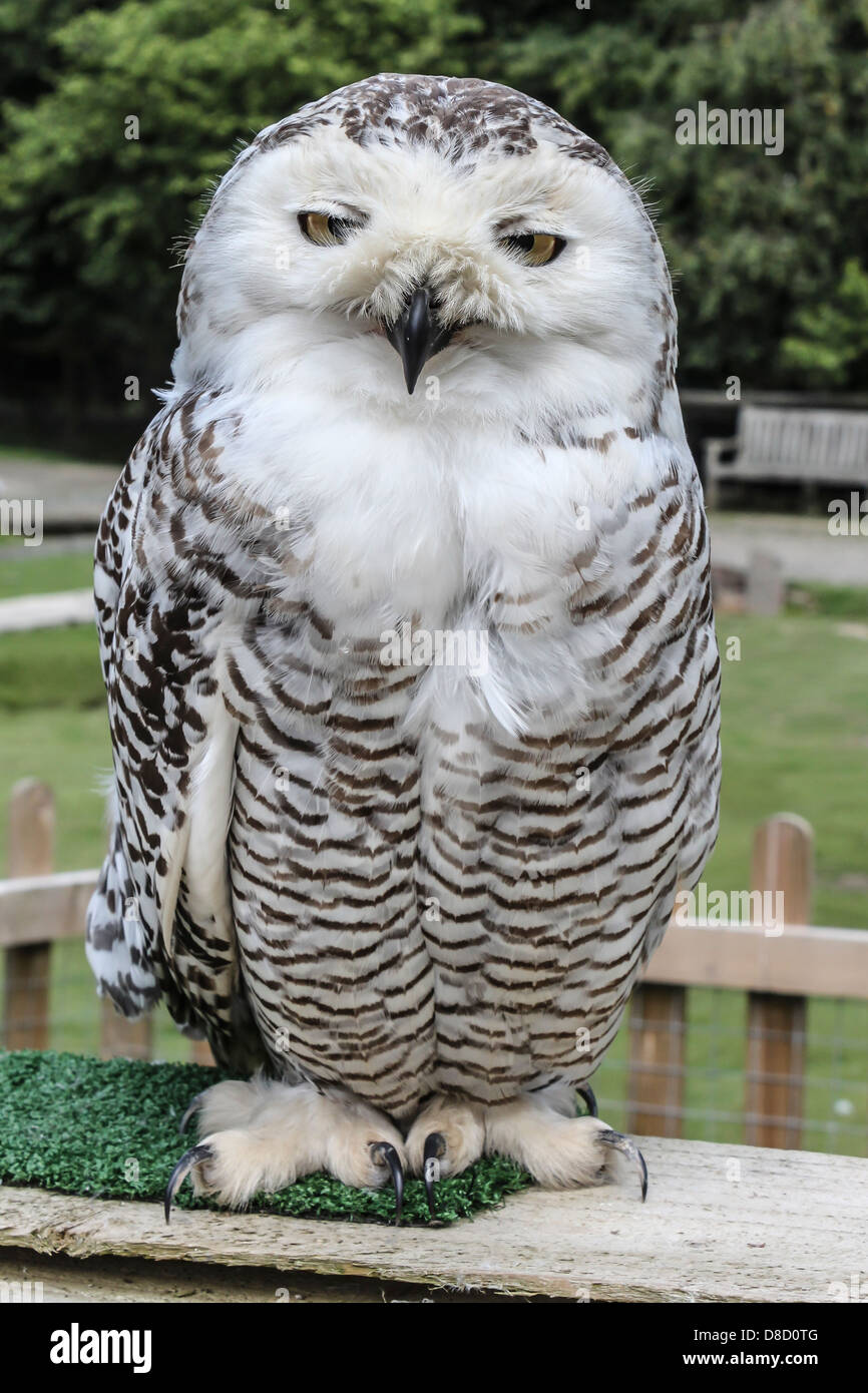 Female Snowy Owl Stock Photo - Alamy