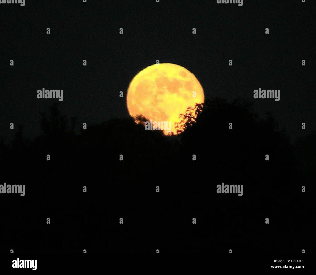 The full harvest moon rising over the horizon, casting a soft golden ...