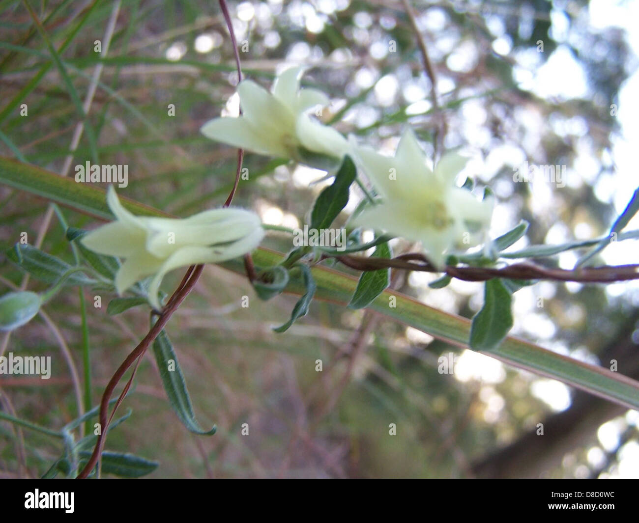 Native little white bell flowers Stock Photo - Alamy
