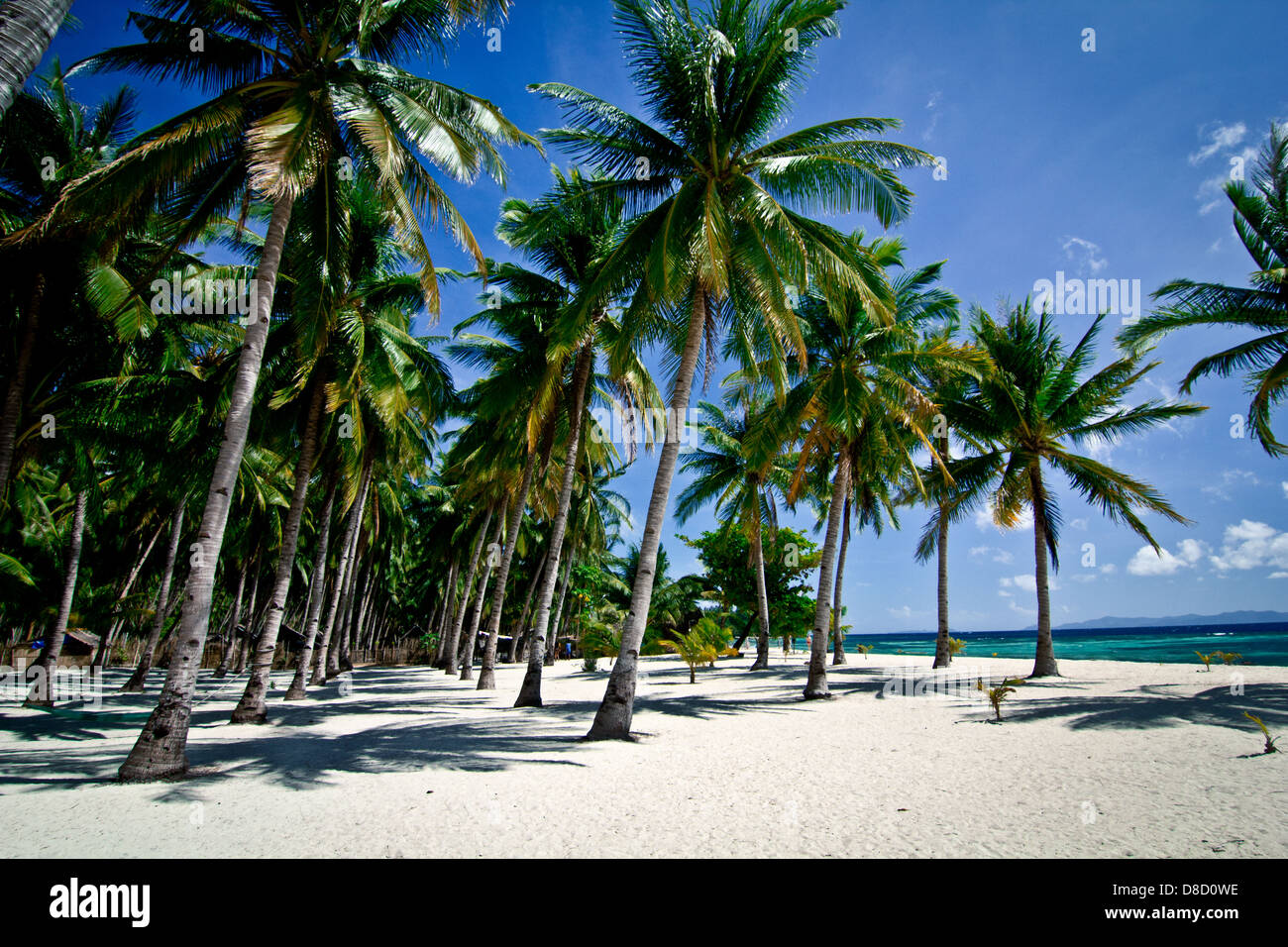 Beach lined with palm tress on remote desert island of the Bascuit ...