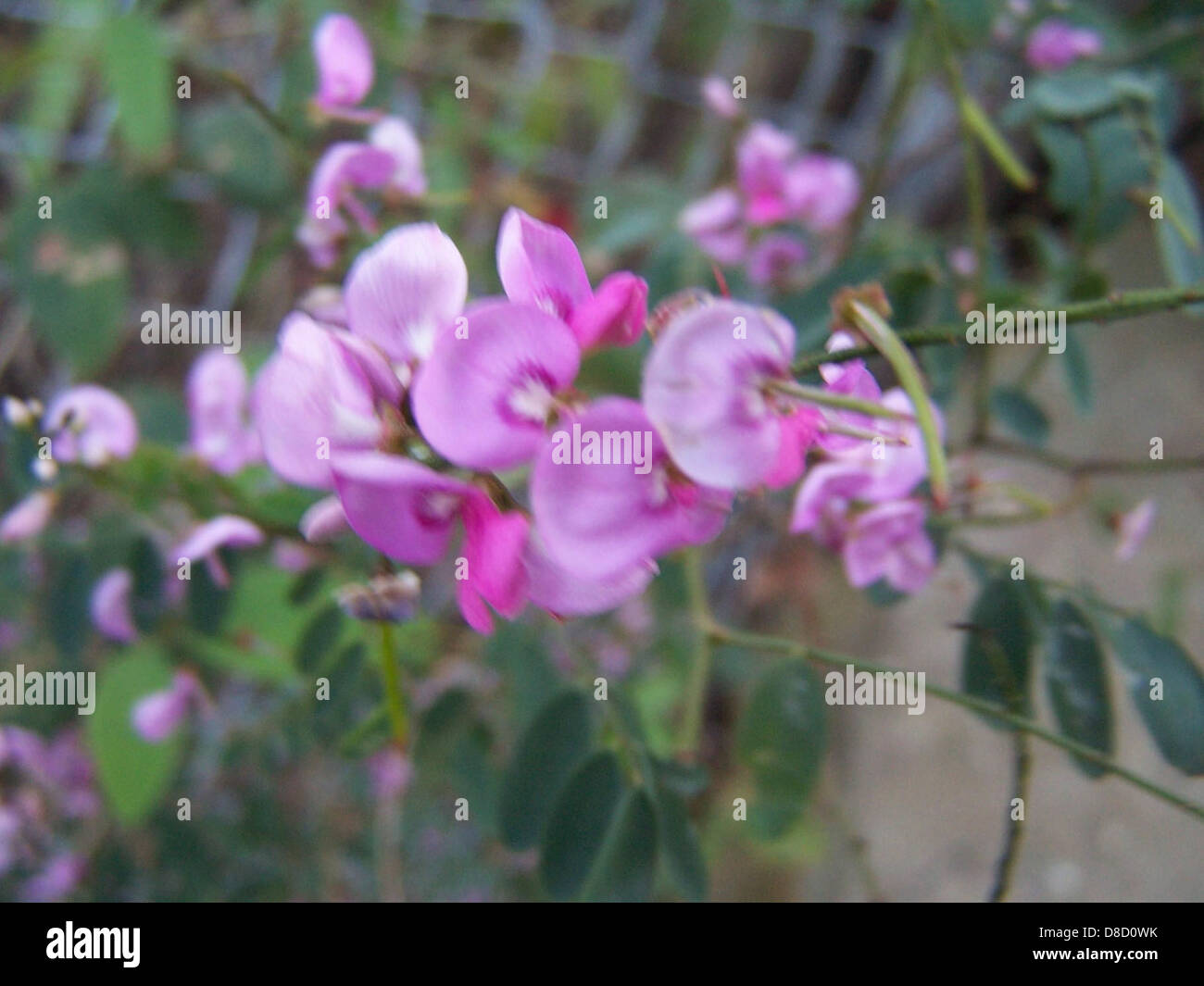 Native pink flower Stock Photo - Alamy