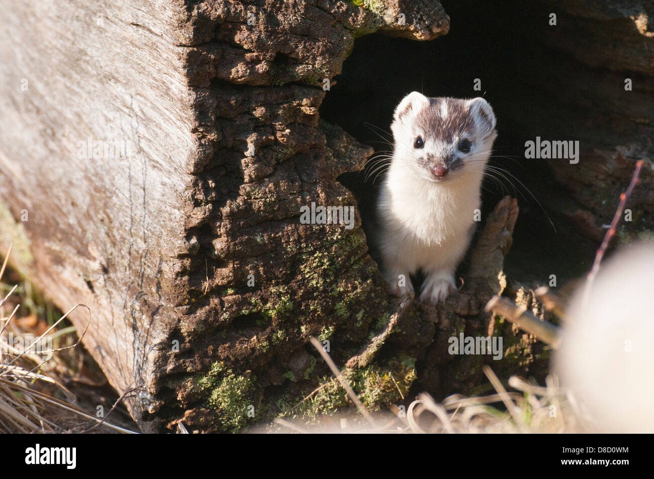 stoat in winter fur, mustela erminea, vechta, niedersachsen, germany ...