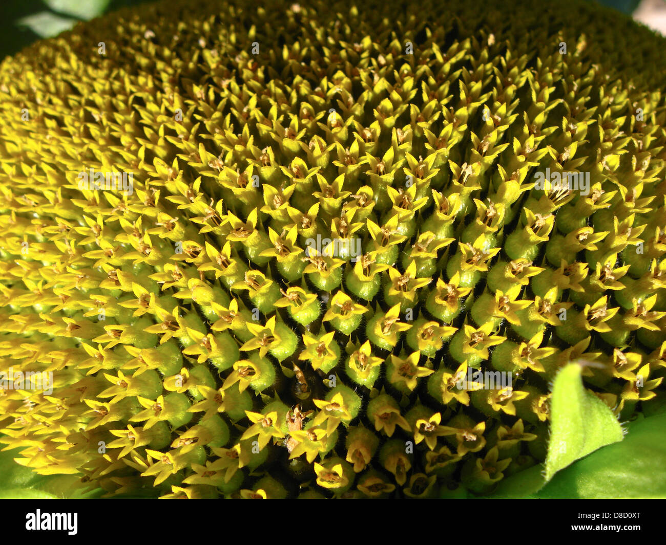 the surface of the beautiful green sunflower Stock Photo - Alamy