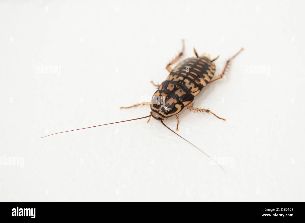 Cockroach insects hi-res stock photography and images - Alamy