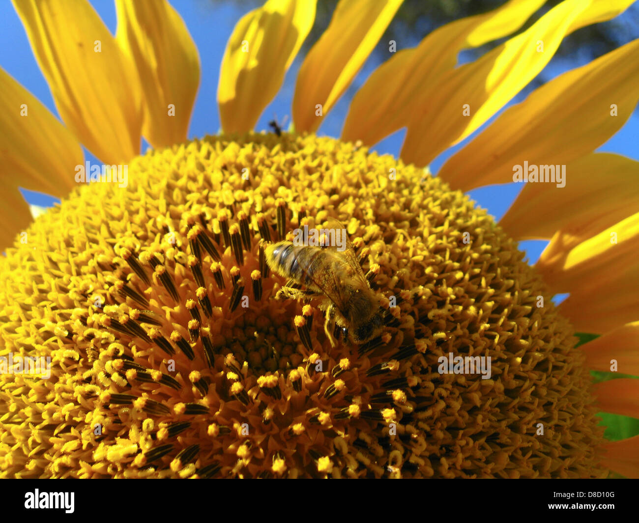 the surface of the beautiful green sunflower Stock Photo - Alamy
