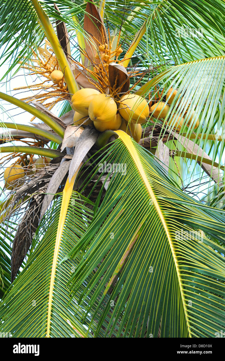 Coconut tree plantation hi-res stock photography and images - Alamy