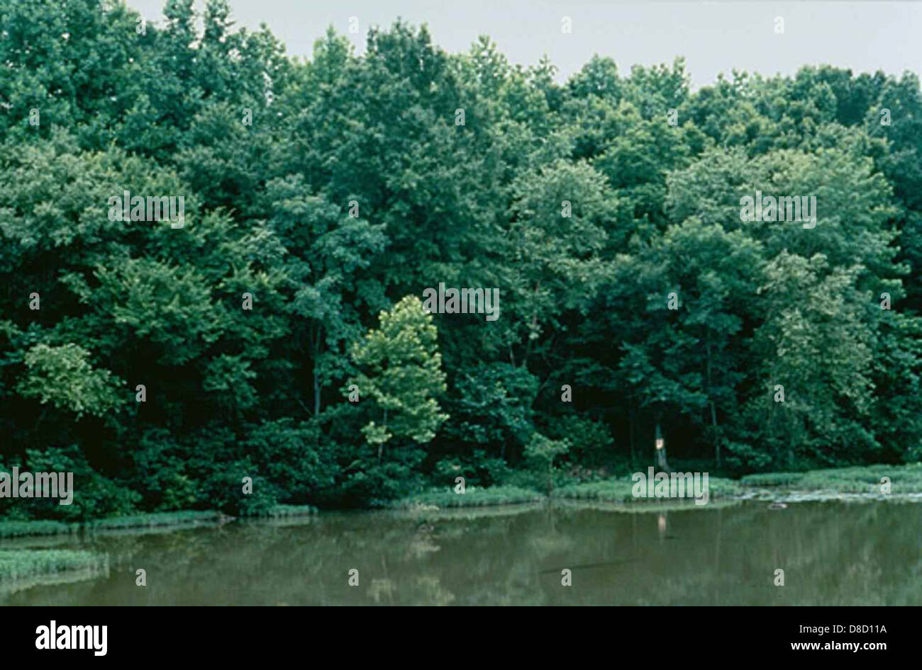 A scenic view of the Neuse River coast, with its calm waters, natural ...