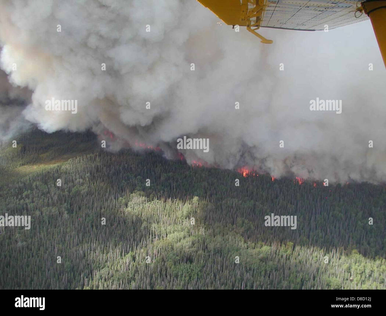 A stock photo of a massive forest fire with thick smoke billowing into ...