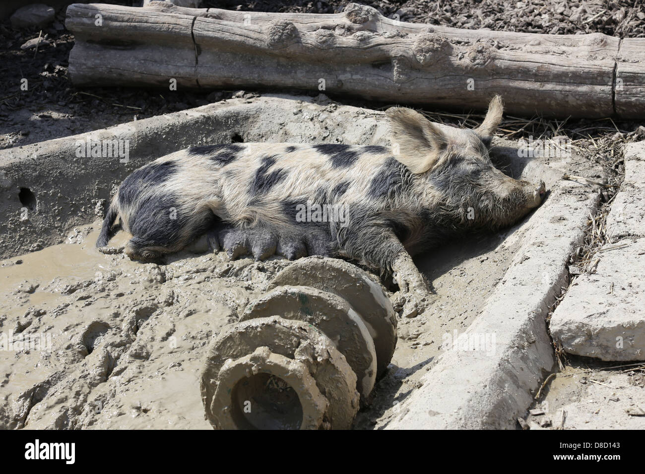 Pigs family lying in a courtyard Stock Photo - Alamy