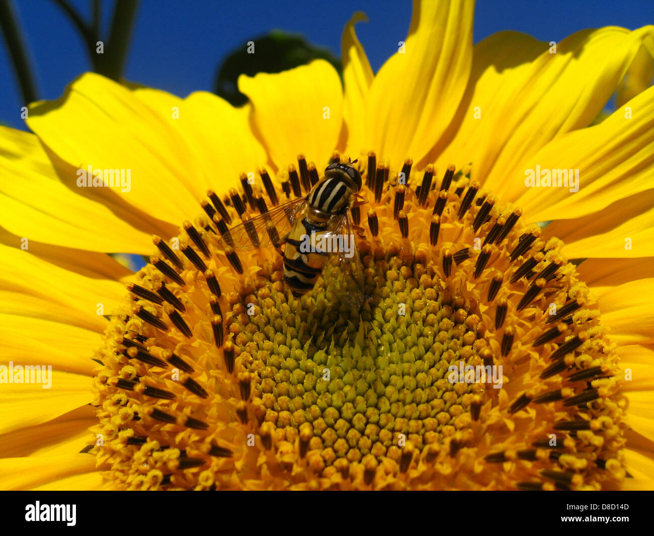 The yellow fly on a yellow sunflower on the sky background Stock Photo ...