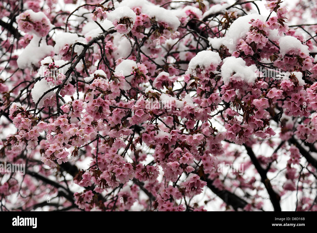 Fruit tree in blossom under snow Stock Photo - Alamy