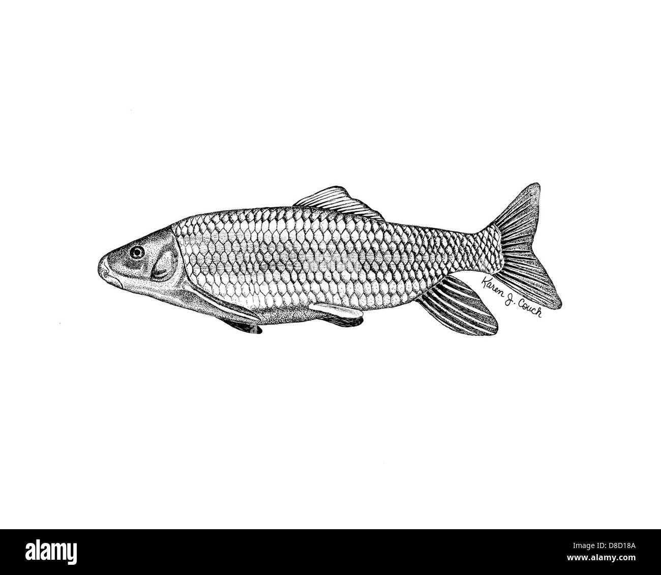 Illustration of robust redhorse fish moxostoma robustum Stock Photo - Alamy
