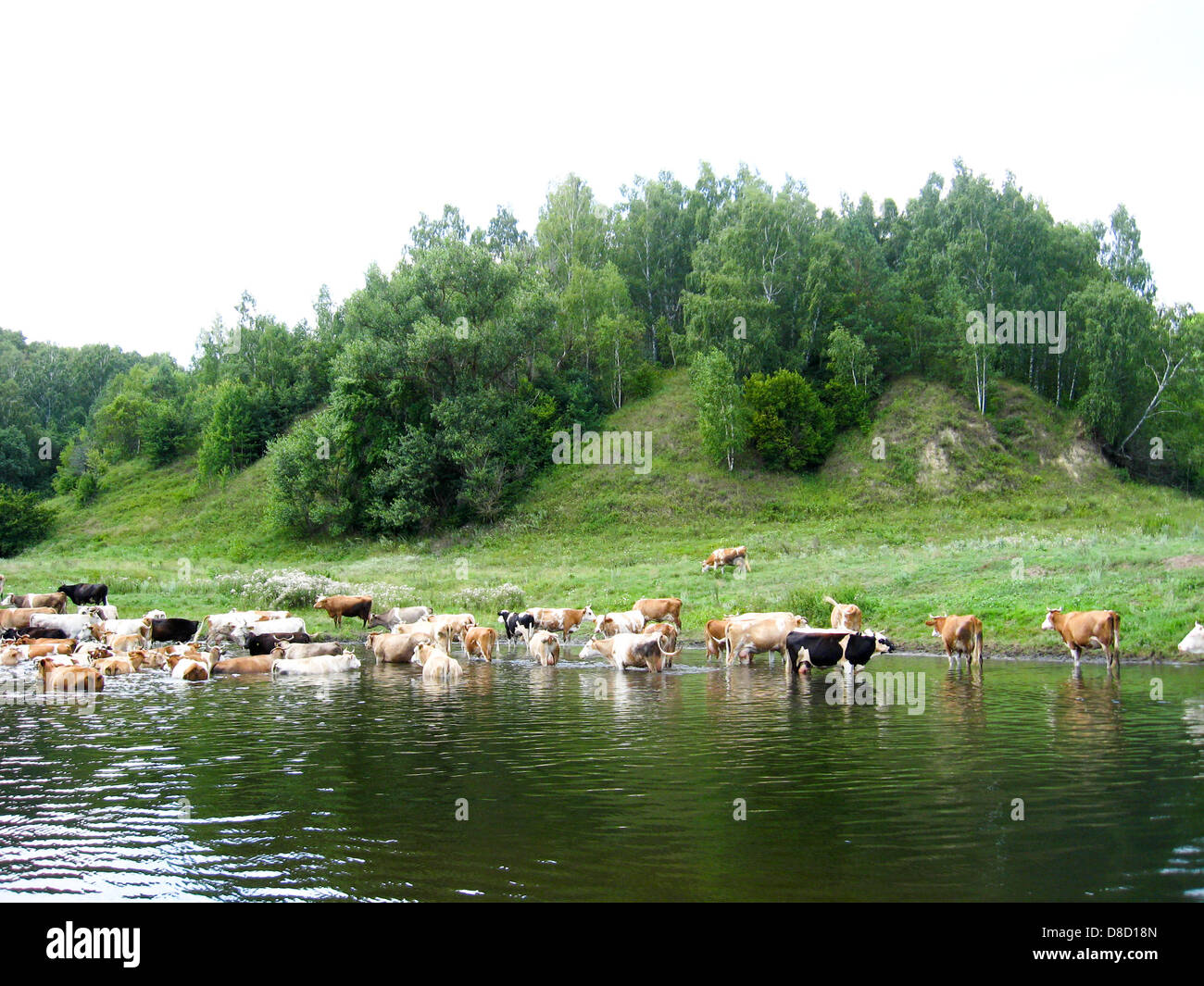 Landscape with the river and watering of cows Stock Photo - Alamy