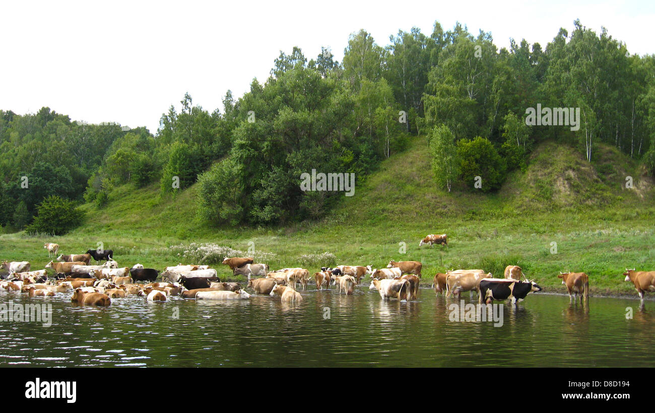 Landscape with the river and watering of cows Stock Photo - Alamy