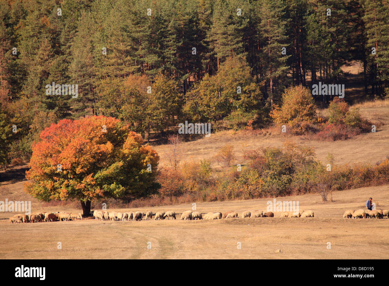 pastoral farmland landscape with goat and sheeper Stock Photo - Alamy