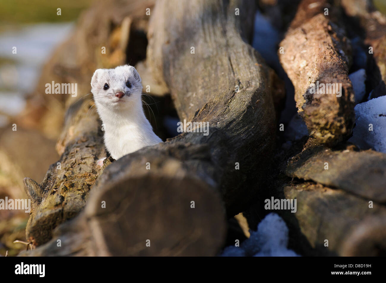 Stoats and weasels hi-res stock photography and images - Alamy