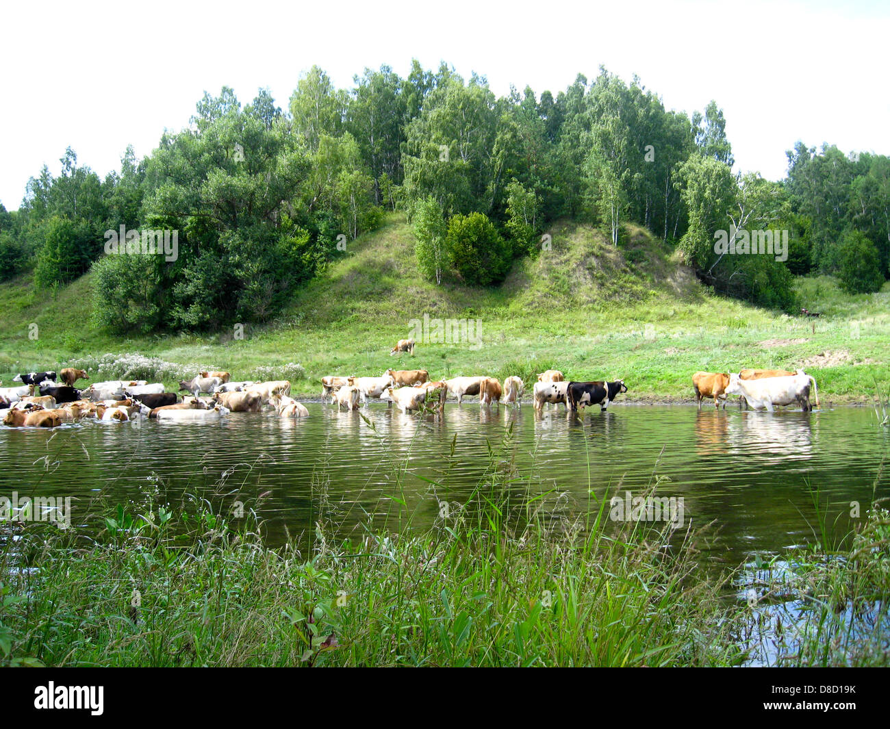 Landscape with the river and watering of cows Stock Photo - Alamy