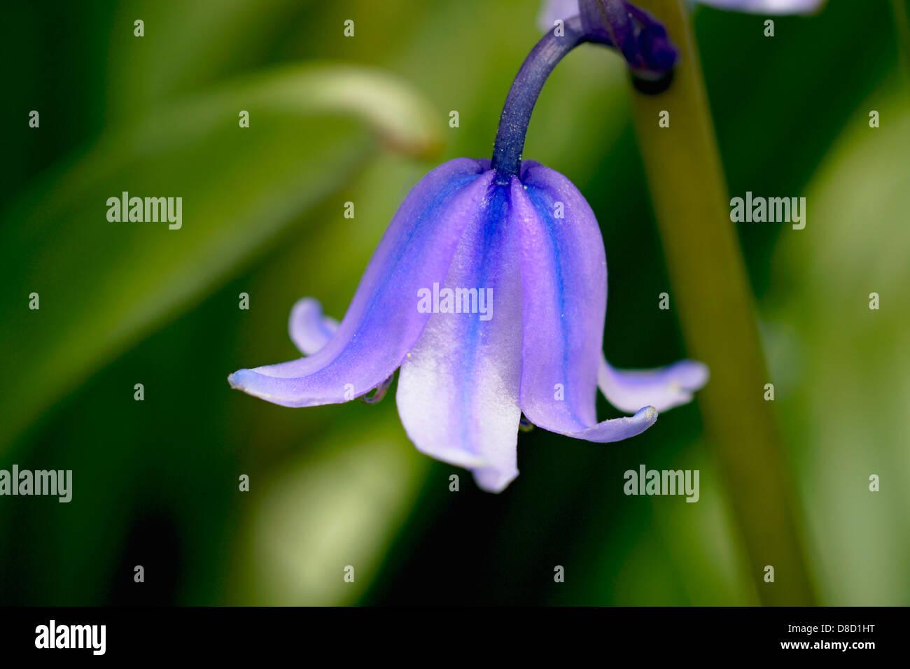 Close up of bluebells growing in an organic garden Stock Photo - Alamy