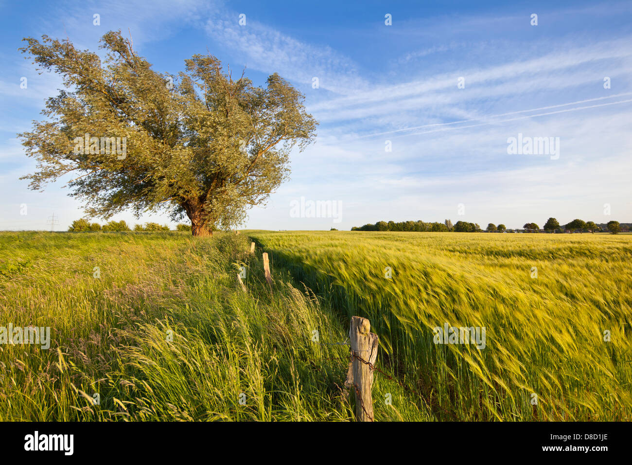 Single tree between a meadow and a rye field with blue sky. Taken near ...