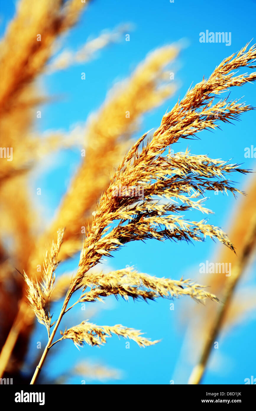 Blue sky golden field hi-res stock photography and images - Alamy