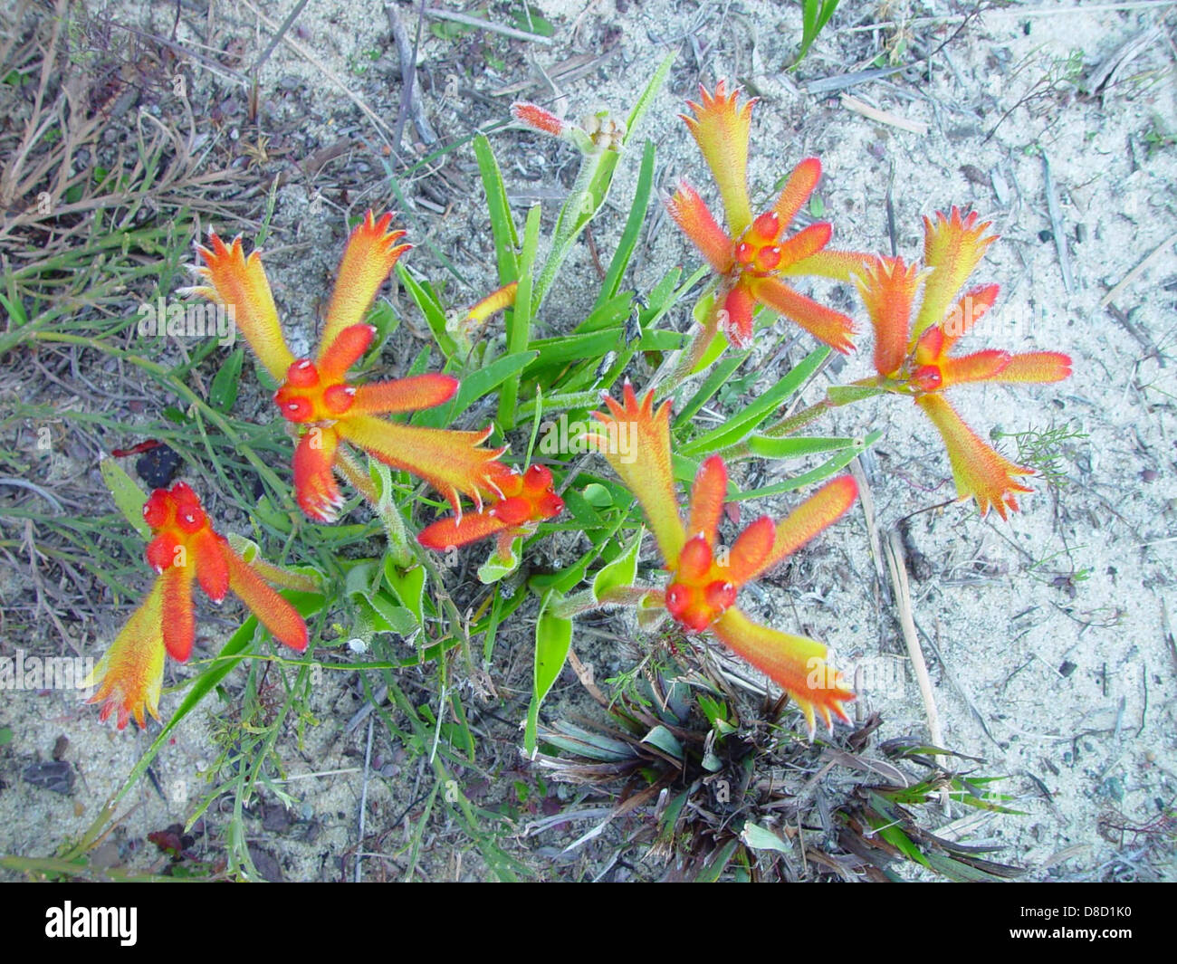 A close-up of Kangaroo Paw flowers growing in sandy soil in Landsdale ...