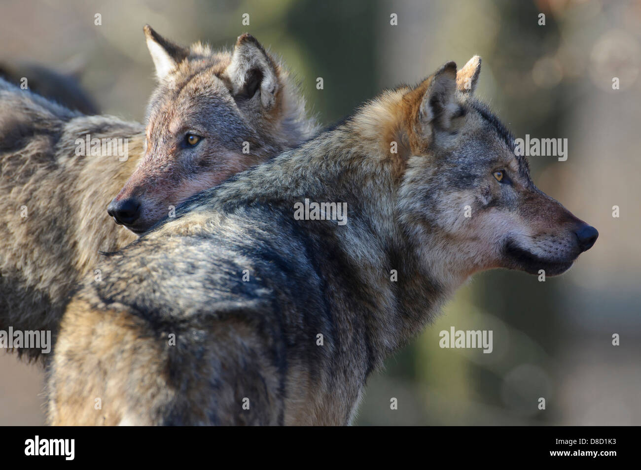 gray wolf, canis lupus Stock Photo - Alamy