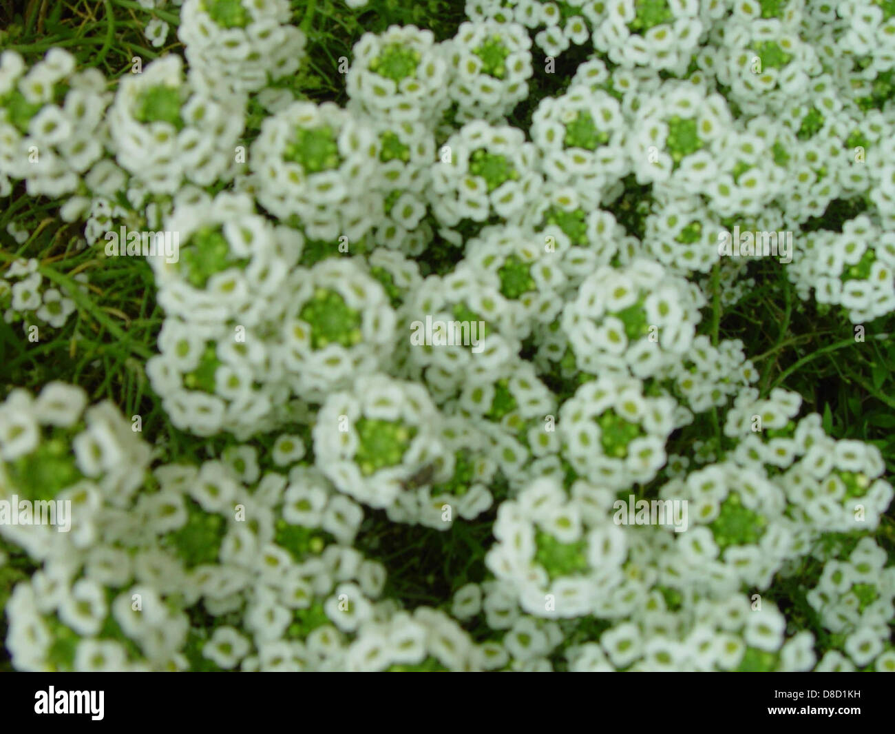 Cluster of small flowers hi-res stock photography and images - Alamy