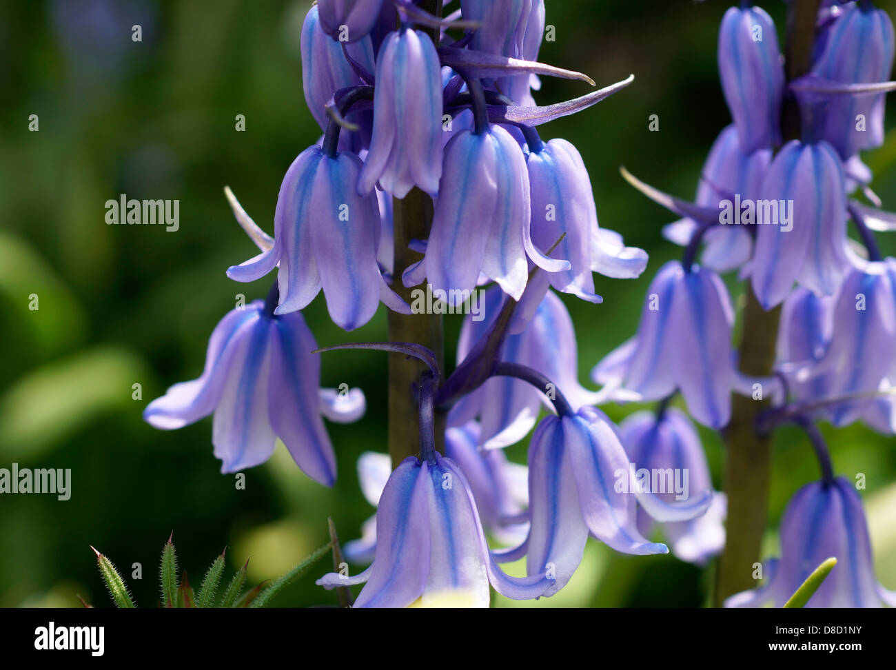 Close up of bluebells growing in an organic garden Stock Photo - Alamy