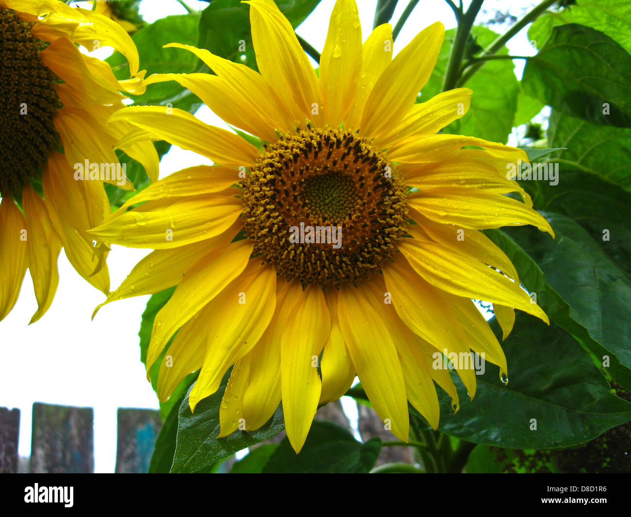 beautiful green sunflower on the blue sky background Stock Photo - Alamy