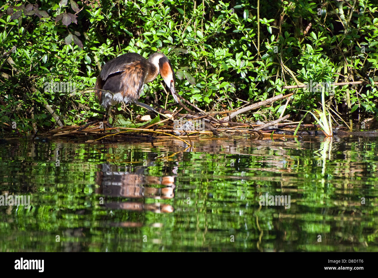 Great Crested Grebe at nest with chick and eggs Stock Photo - Alamy